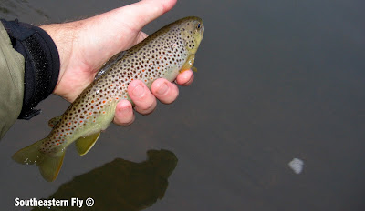 Southeastern Fly: Elk River TN Fishing Report