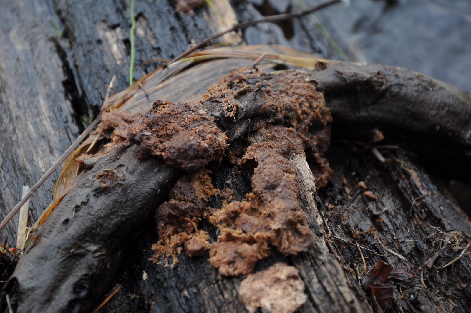 An Adirondack Naturalist in Illinois: April 2010
