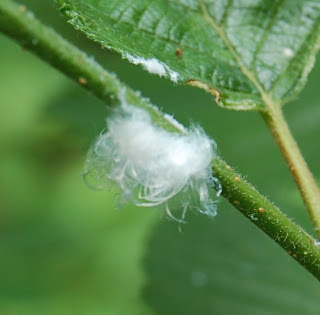Fuzzy White Aphids