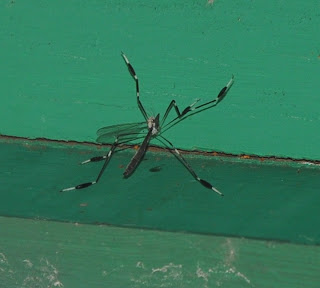 The Phantom of the Adirondacks - - The Adirondack Almanack