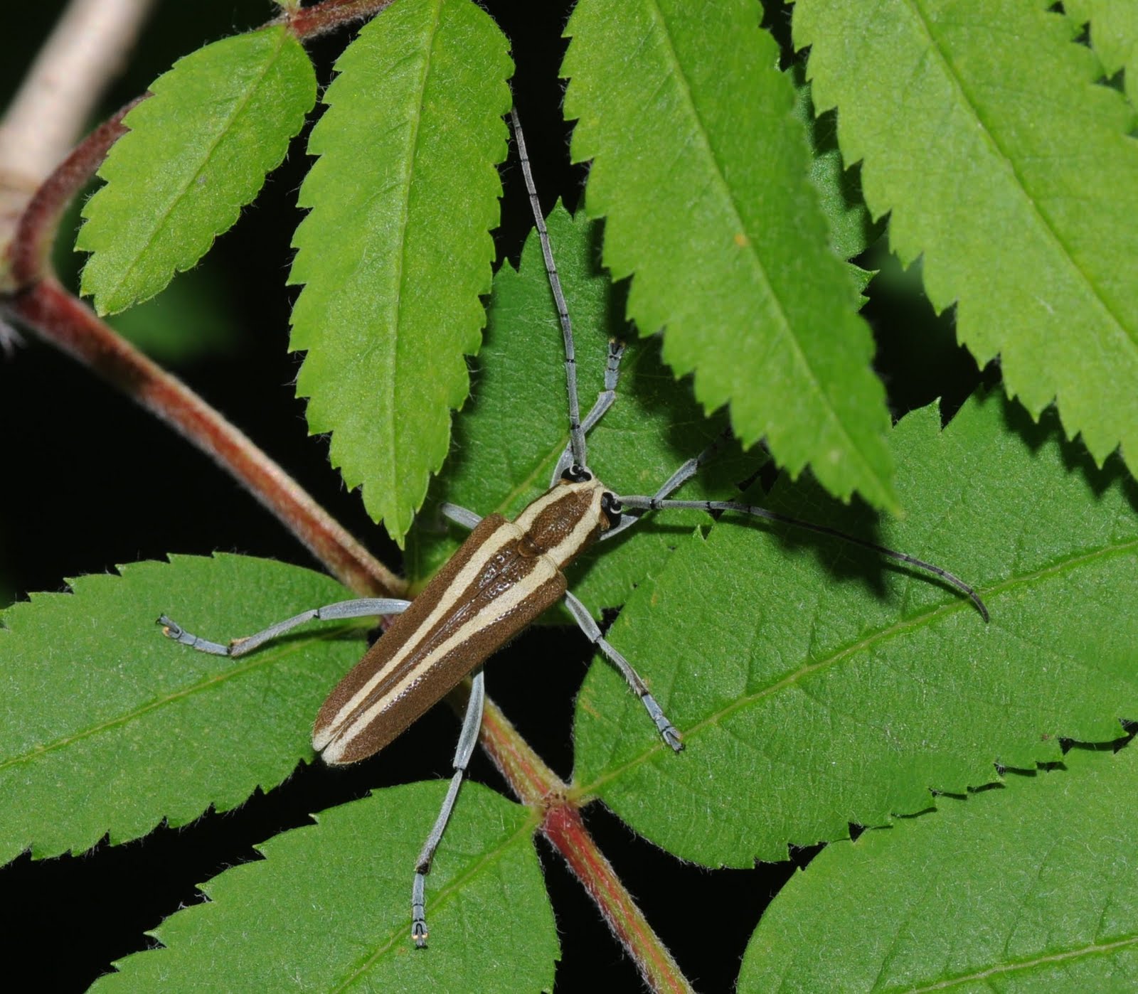 An Adirondack Naturalist in Central New York: Lethal Beauty