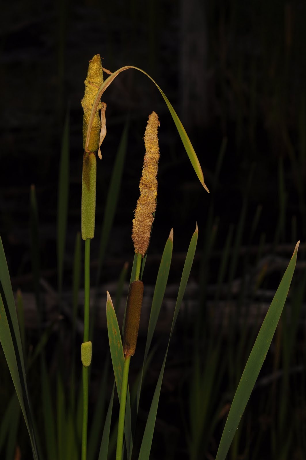 Cattails: A Wetland Favorite's Useful History - - The Adirondack Almanack