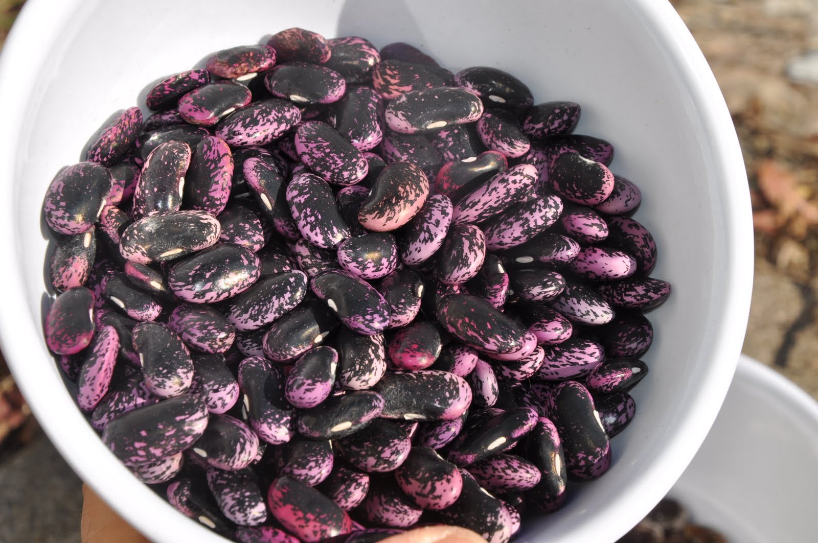 Adirondack Gardening