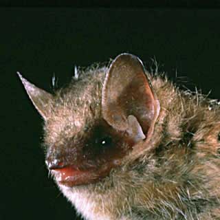 The Adirondacks' Smallest Cave-Dwelling Bats - - The Adirondack Almanack