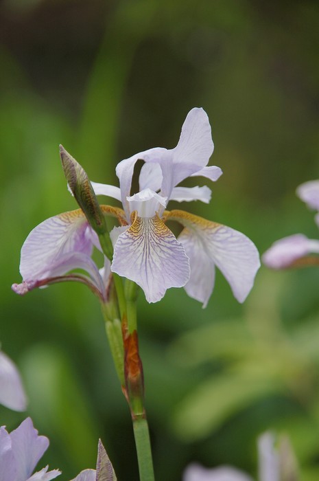 Mój ogród: Iris sibirica 'Mrs Rowe'