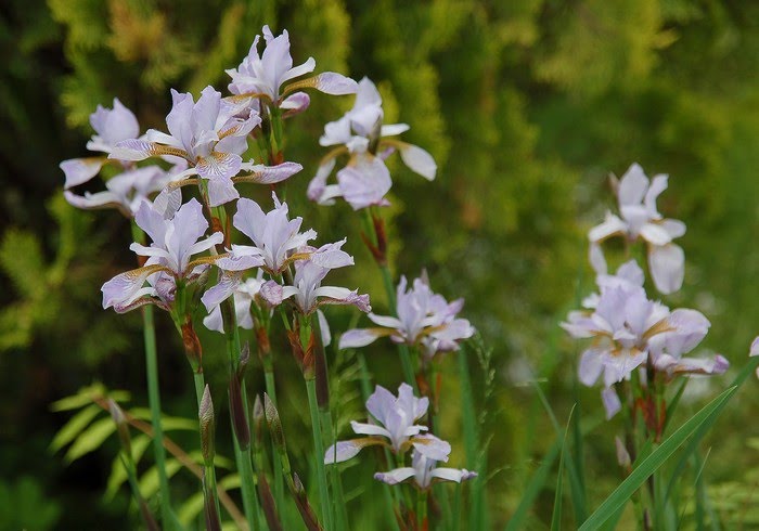 Mój ogród: Iris sibirica 'Mrs Rowe'