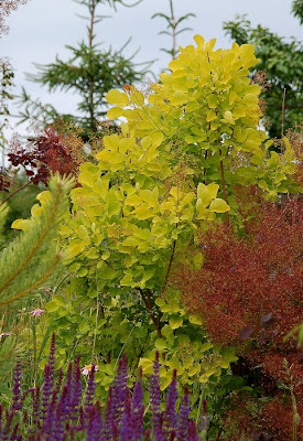 Mój ogród: Cotinus coggygria 'Ancot' GOLDEN SPIRIT™