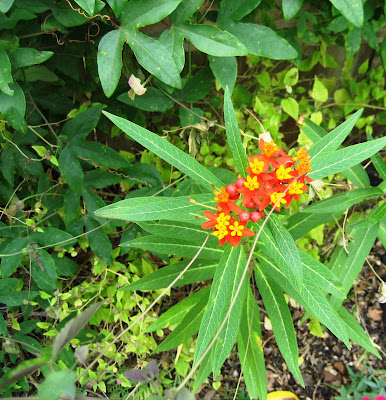 Suburban Wildlife Garden: October Surprise
