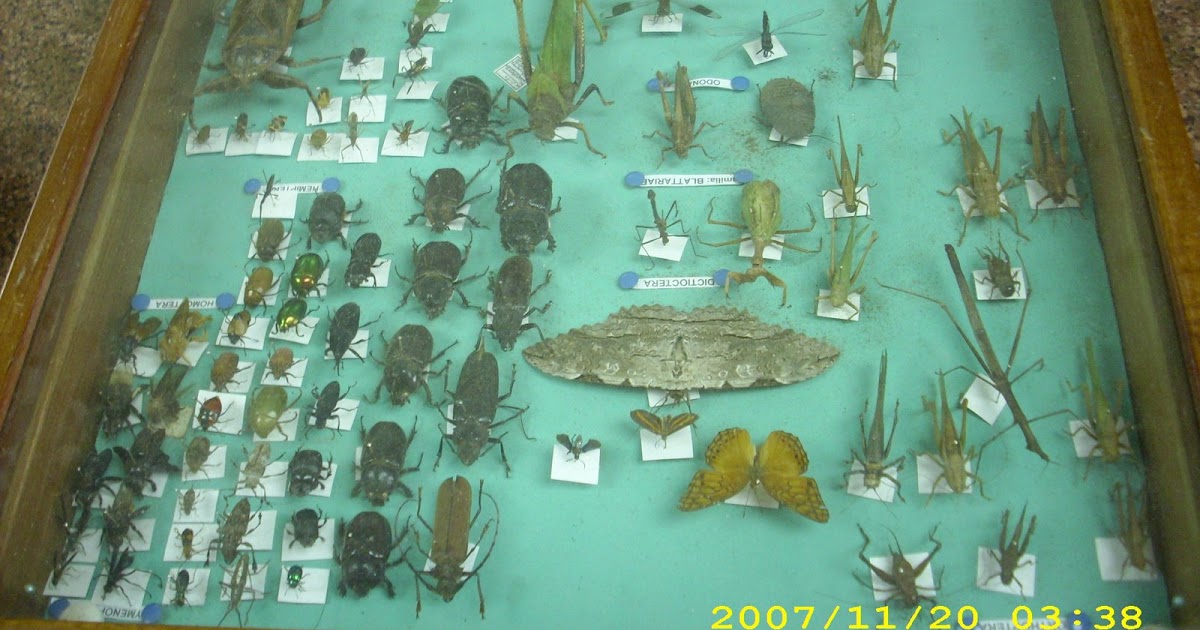 Los Grillos: Caja ENTOMOLOGICA