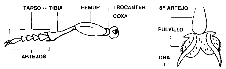 Biología y Química. (IED. Alonso de Olalla) : Morfología de los ...