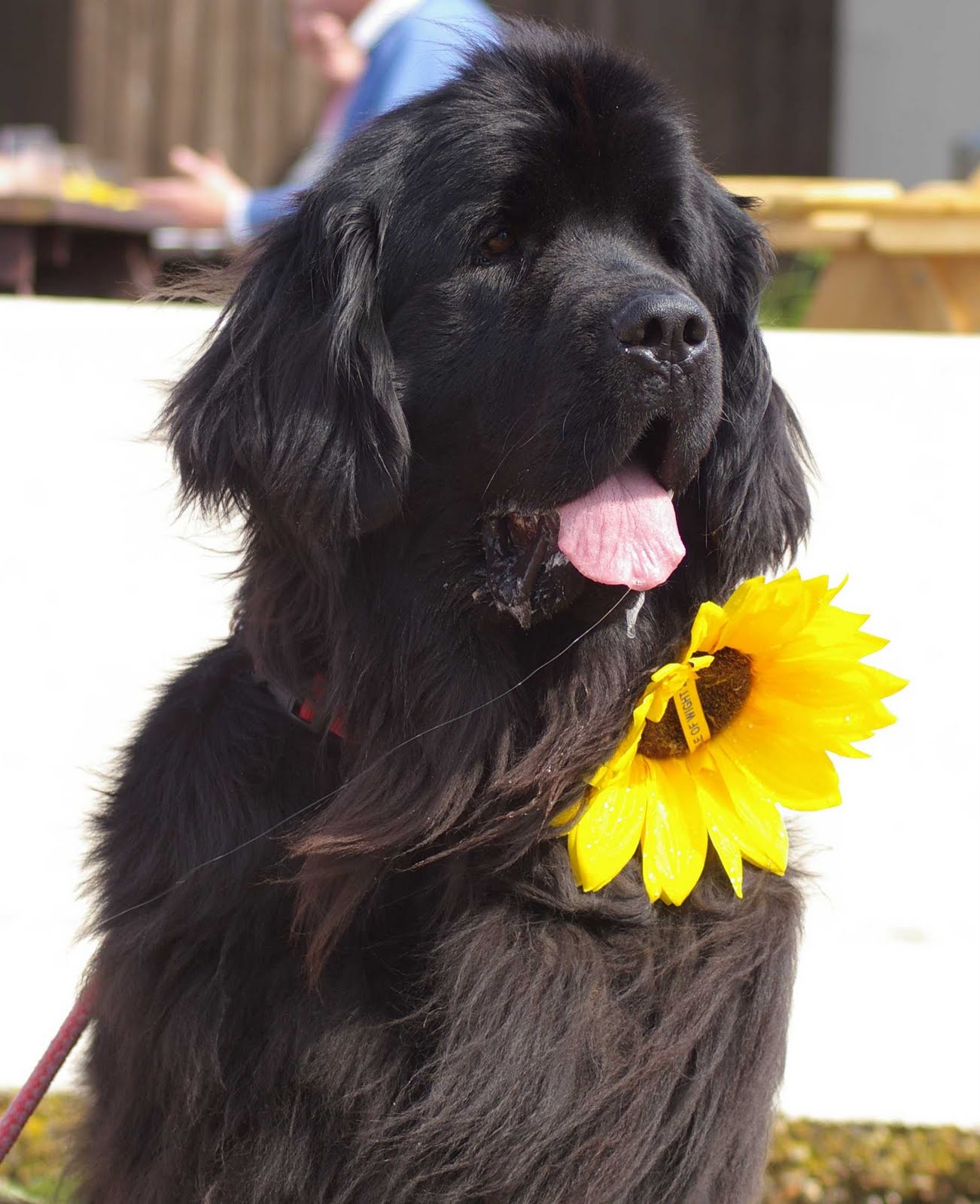 The Briar Rose Gate: Newfoundland Rescue Dogs at Folly