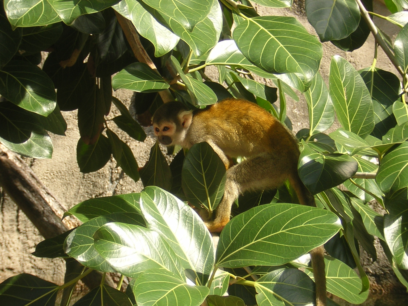 Adventures in Wonderland...: Field Trip: Jungle Island