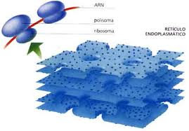 ANATOMIA VAGETAL: celula y comunicacion