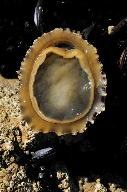 DESDE MI CHAJURDO: La cara oculta de la lapa