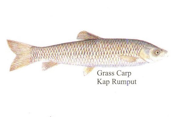 Kenali Spesis Ikan Air Tawar Malaysia (Bahagian 1) | Blues Riders