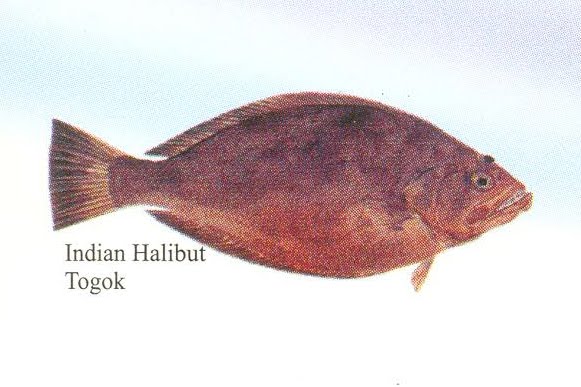 Kenali Spesis Ikan Air Masin Malaysia (Bahagian 2) | Blues Riders