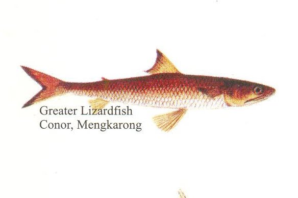 Kenali Spesis Ikan Air Masin Malaysia (Bahagian 2) | Blues Riders