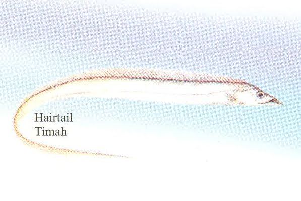 Kenali Spesis Ikan Air Masin Malaysia (Bahagian 2) | Blues Riders