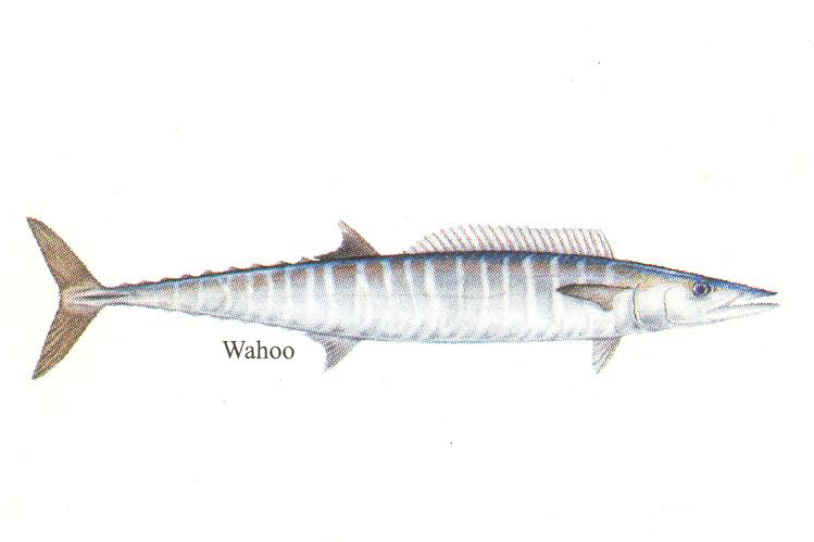 Kenali Spesis Ikan Air Masin Malaysia (Bahagian 4) | Blues Riders