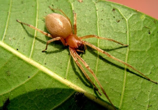 Spiders of Kerala