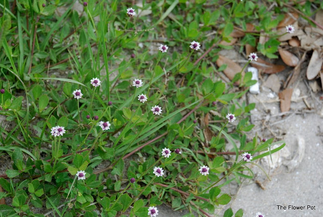The Flower Pot: Frog Fruit