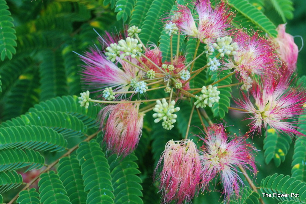 The Flower Pot: Mimosa