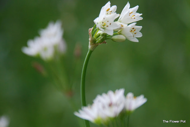 The Flower Pot: False Garlic - Macro Flowers Saturday