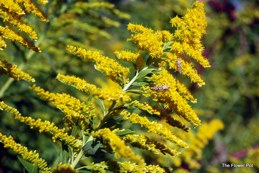 The Flower Pot: Golden Rod