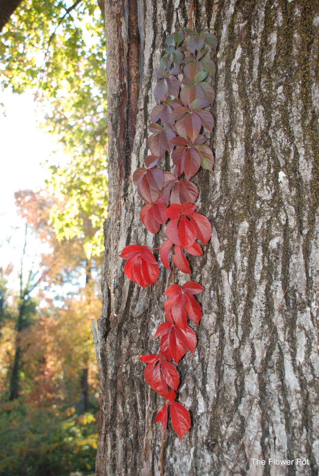 The Flower Pot: Red Ivy