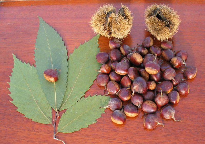 TURISMO IN CANADA: RILEGGIAMO ... CHESTNUTS E CASTAGNE