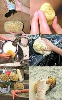 Minunile Naturii – Buretii de Mare ~ Naturissimo