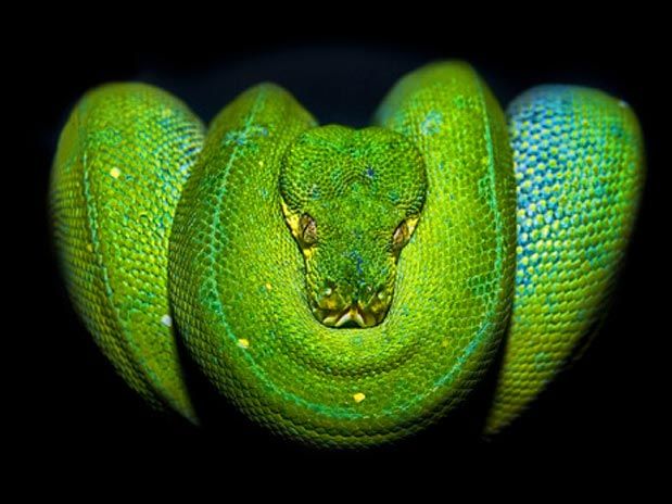 SAARCOS: As cobras mais belas do planeta