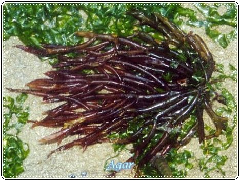 En la Cocina con Jose María: Alga Agar agar