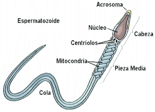 Estudiando Biología!!!!: ESPERMATOZOIDE