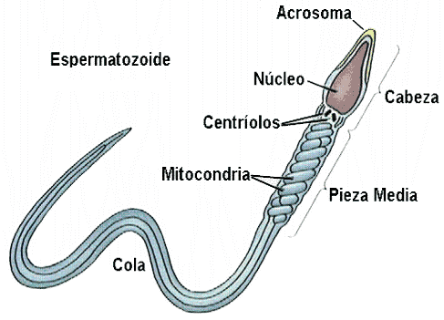 Estudiando Biología!!!!: ESPERMATOZOIDE