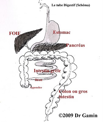 Dr Gamin Pédiatre : tout sur l'enfant: Diarrhée aiguë : Gastro-entérite ...