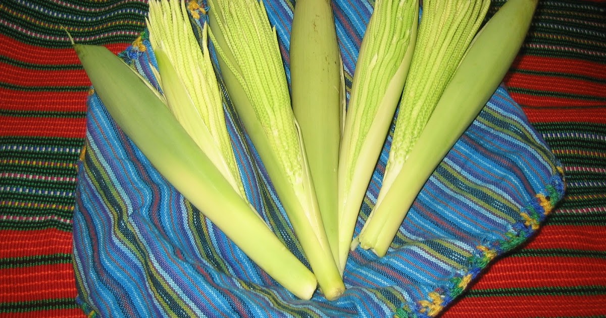 frutas y frutos de mi tierra: LA PACAYA