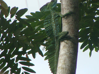 Reserva Esperanza Verde.: Reptiles Reserva Esperanza Verde
