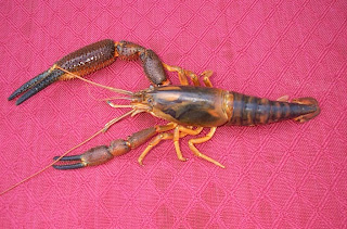 Reserva Esperanza Verde.: Tur nocturno de camarones