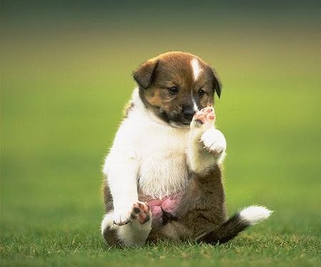 We Love Cute Pets ♥