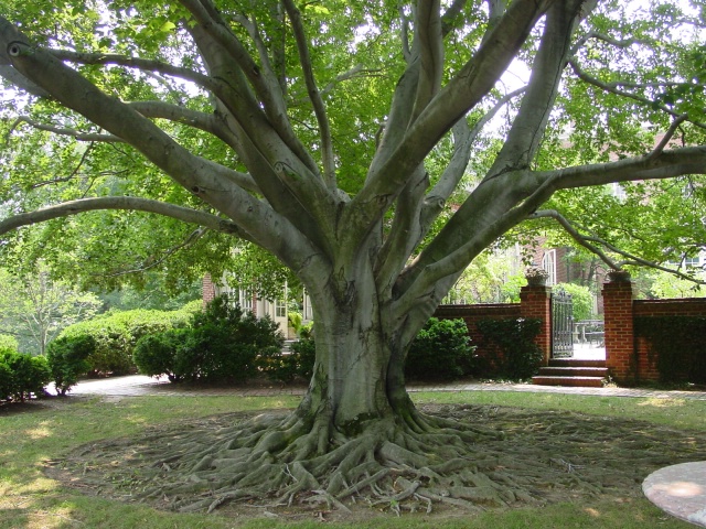 Long Island's Garden Girl ~: Storm-Proof Your Trees