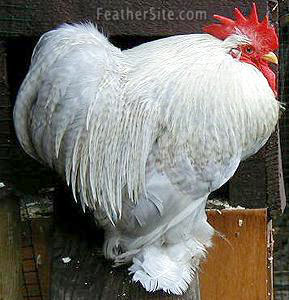 Animals & Birds Lovers: Fancy & Rare Hens