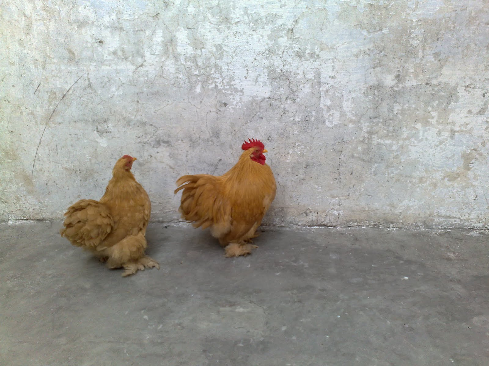 Animals & Birds Lovers: Fancy & Rare Hens