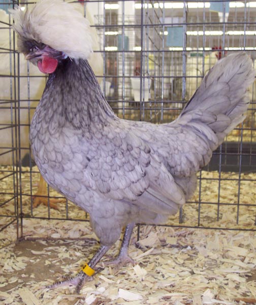 Animals & Birds Lovers: Fancy & Rare Hens