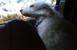 The Dog is Chasing Ghosts