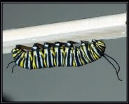 Inilah Gambar Proses Seekor Ulat Menjadi Kupu-kupu