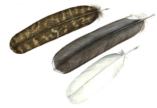 Alessandro Sacchetti - Wildlife Painter: Calendalibro dei Tetraonidi ...