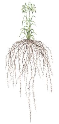 Sustainable Urban Gardens ... the blog: Cover Crops: Options, Tips and ...