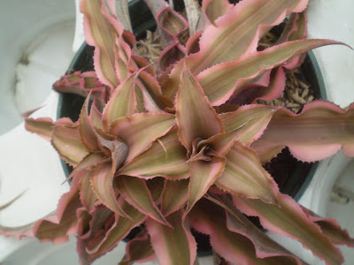 Plants are the Strangest People: 12/01/2008 - 01/01/2009