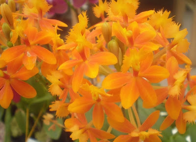 Plants are the Strangest People: Pretty picture: Epidendrum Moon Valley